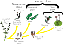 Life Cycle Of Seedless Vascular Plants Ck12 Foundation